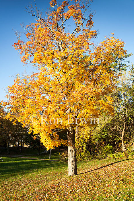 Yellow Maple Tree Image - 071021B5485 by Ron Erwin